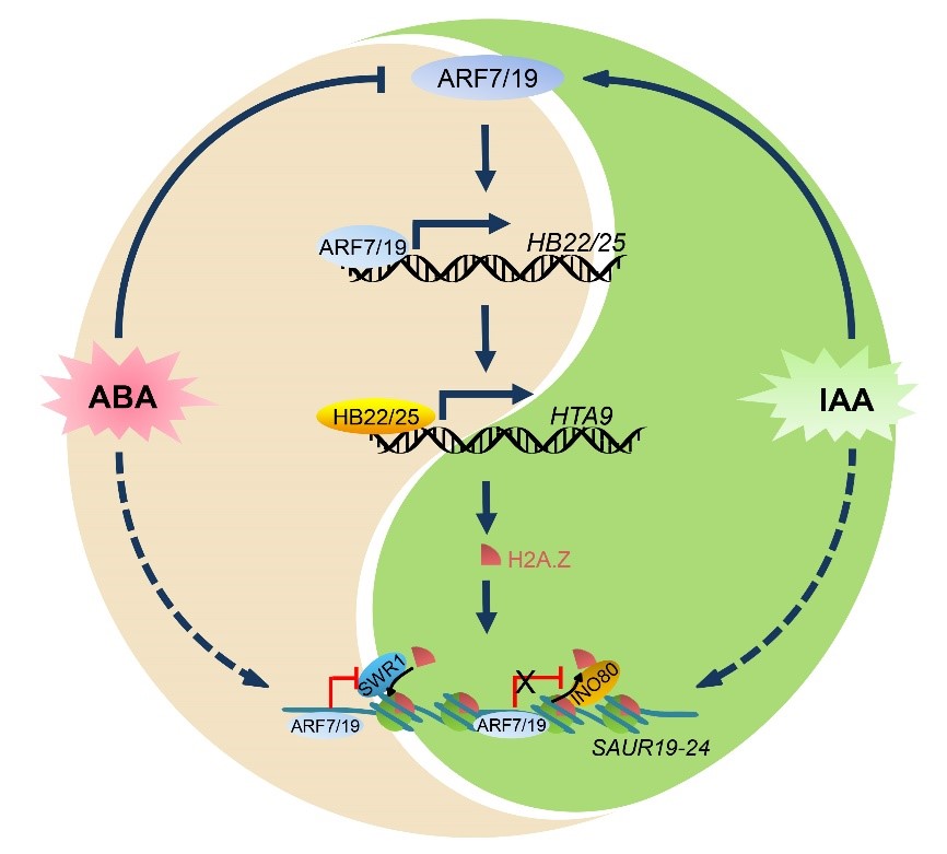 Journal of Experimental Botany—方玉达团队揭示组蛋白变体H2A.Z调控植物生长-抗逆平衡的分子机制 - 研究成果